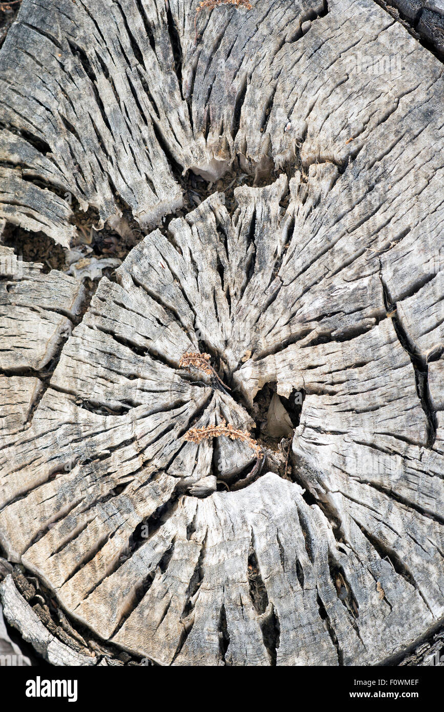 Tree cross section oak hi-res stock photography and images - Alamy