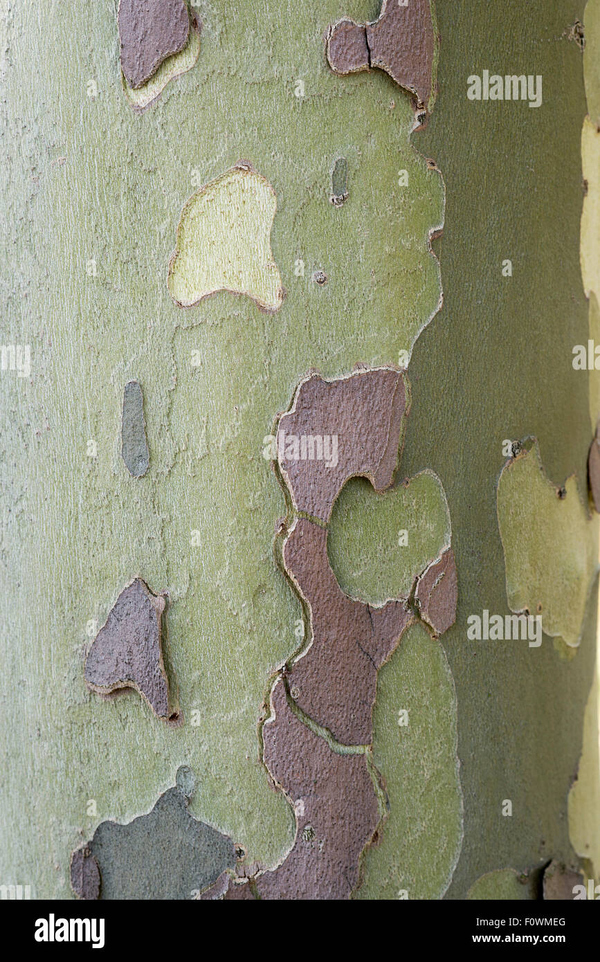 Detail of bark in plane tree Stock Photo - Alamy