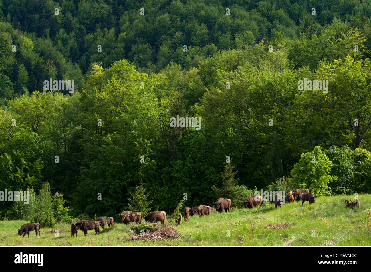 2000 animalia hi-res stock photography and images - Alamy