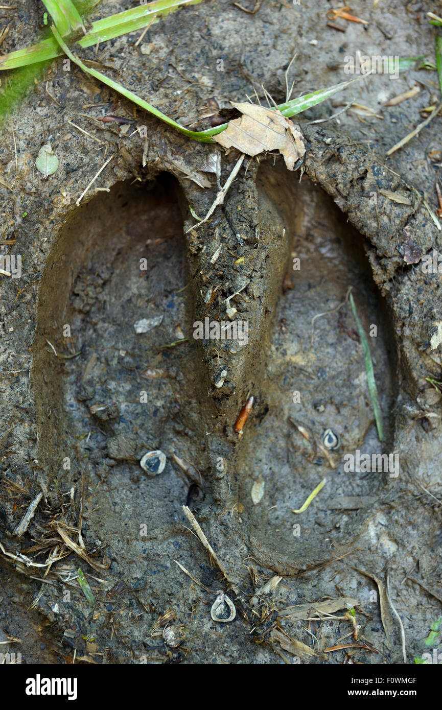 Footprint of European bison / Wisent (Bison bonasus) released into ...