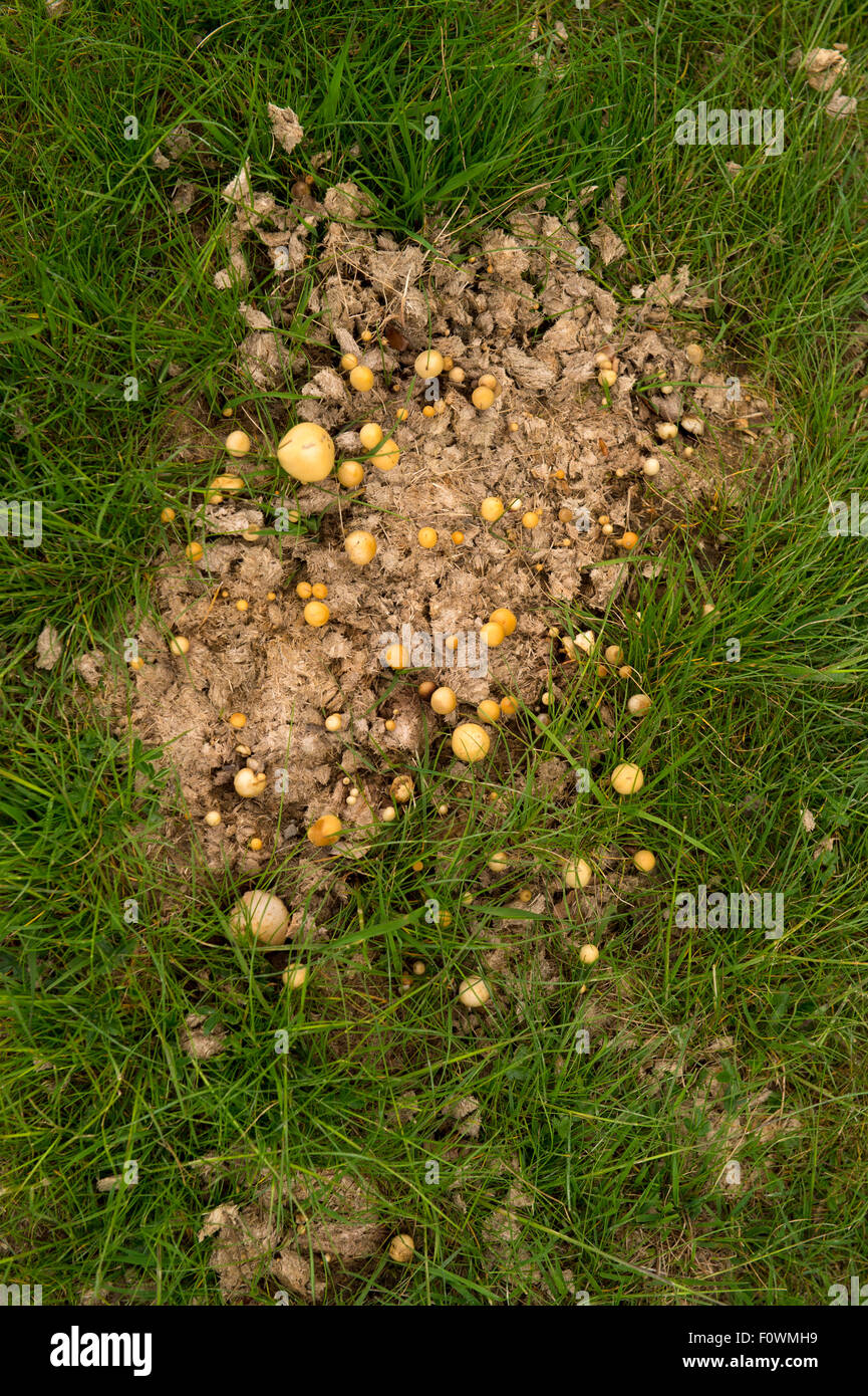 Dung fungus hi-res stock photography and images - Alamy