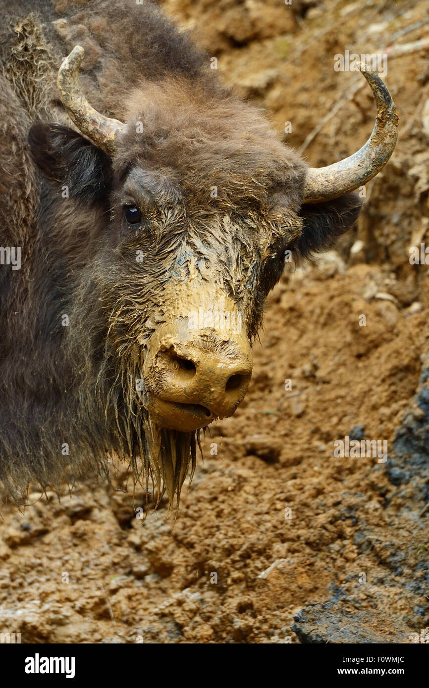 Portrait of European bison / Wisent (Bison bonasus) with muddy face ...