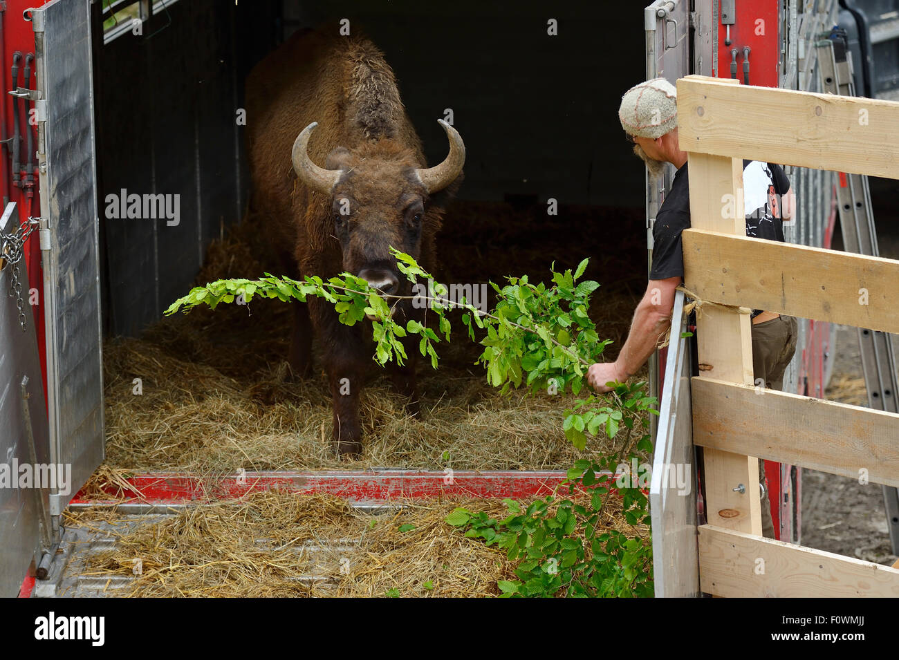 Joep van de Vlasakker, Bison rewilding advisor, releasing European ...