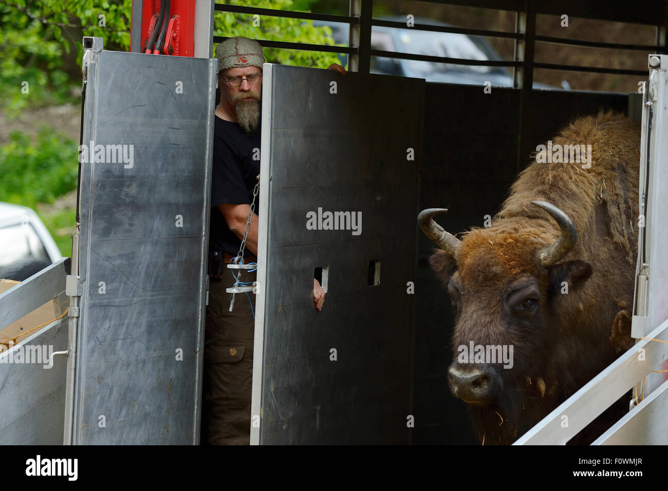 Joep van de Vlasakker, Bison rewilding advisor, releasing European ...