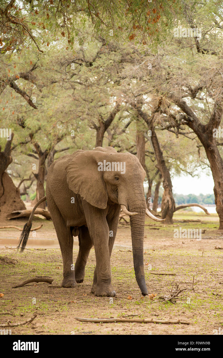Acacia Albida Trees High Resolution Stock Photography and Images - Alamy