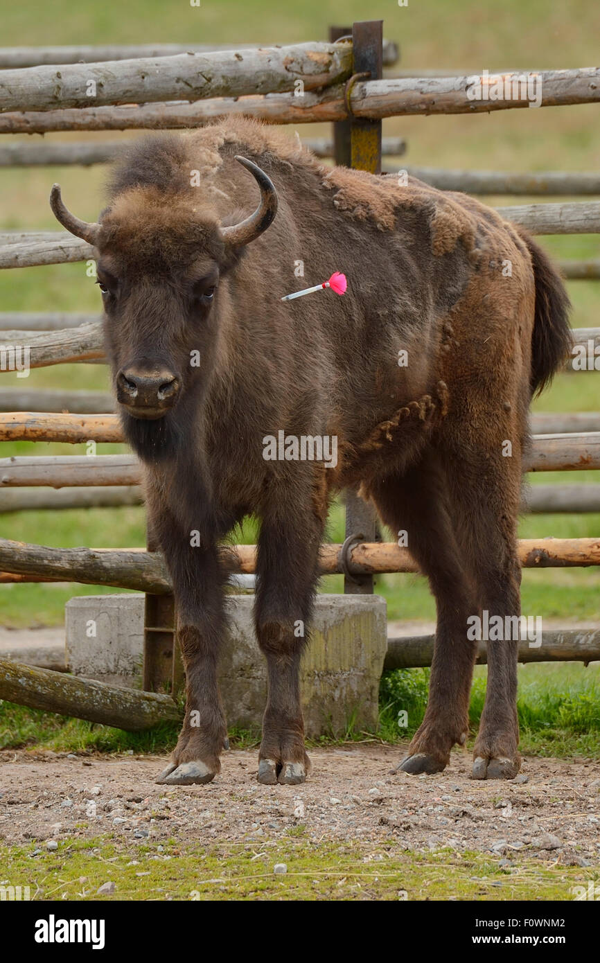 Captive European bison / Wisent (Bison bonasus) darted prior to ...
