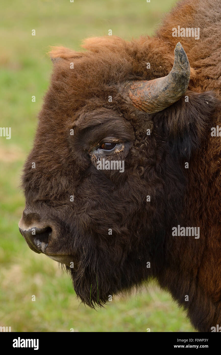 European bison / Wisent (Bison bonasus) bull portrait. Captive animal ...