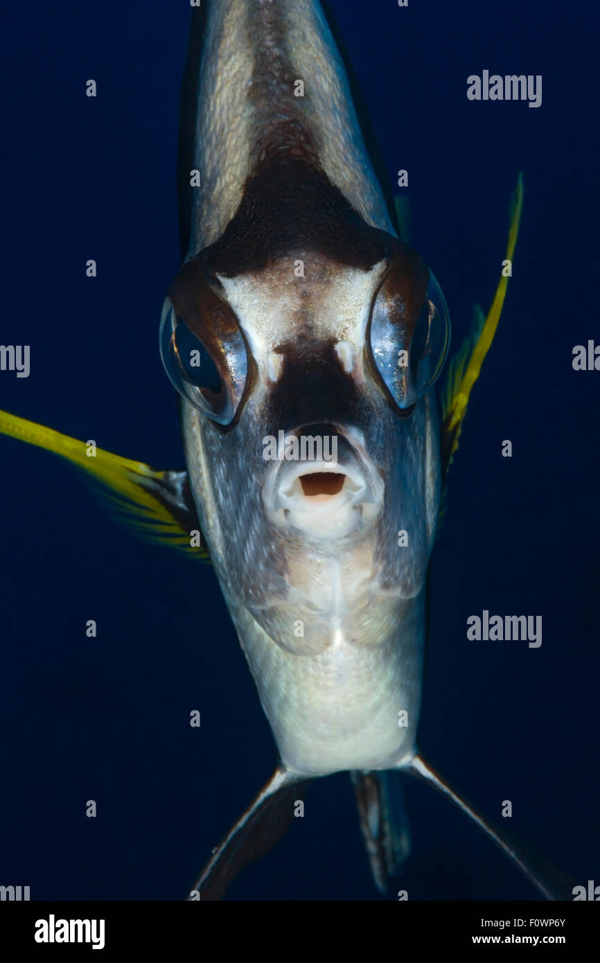 CLOSE-UP FACE VIEW BUTTERFLYFISH SWIMMING IN CLEAR BLUE WATER Stock ...
