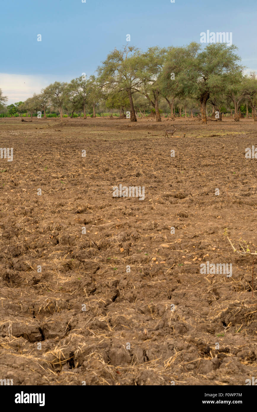 A dry riverbed in Mana Pools National Park Zimbabwe Stock Photo - Alamy