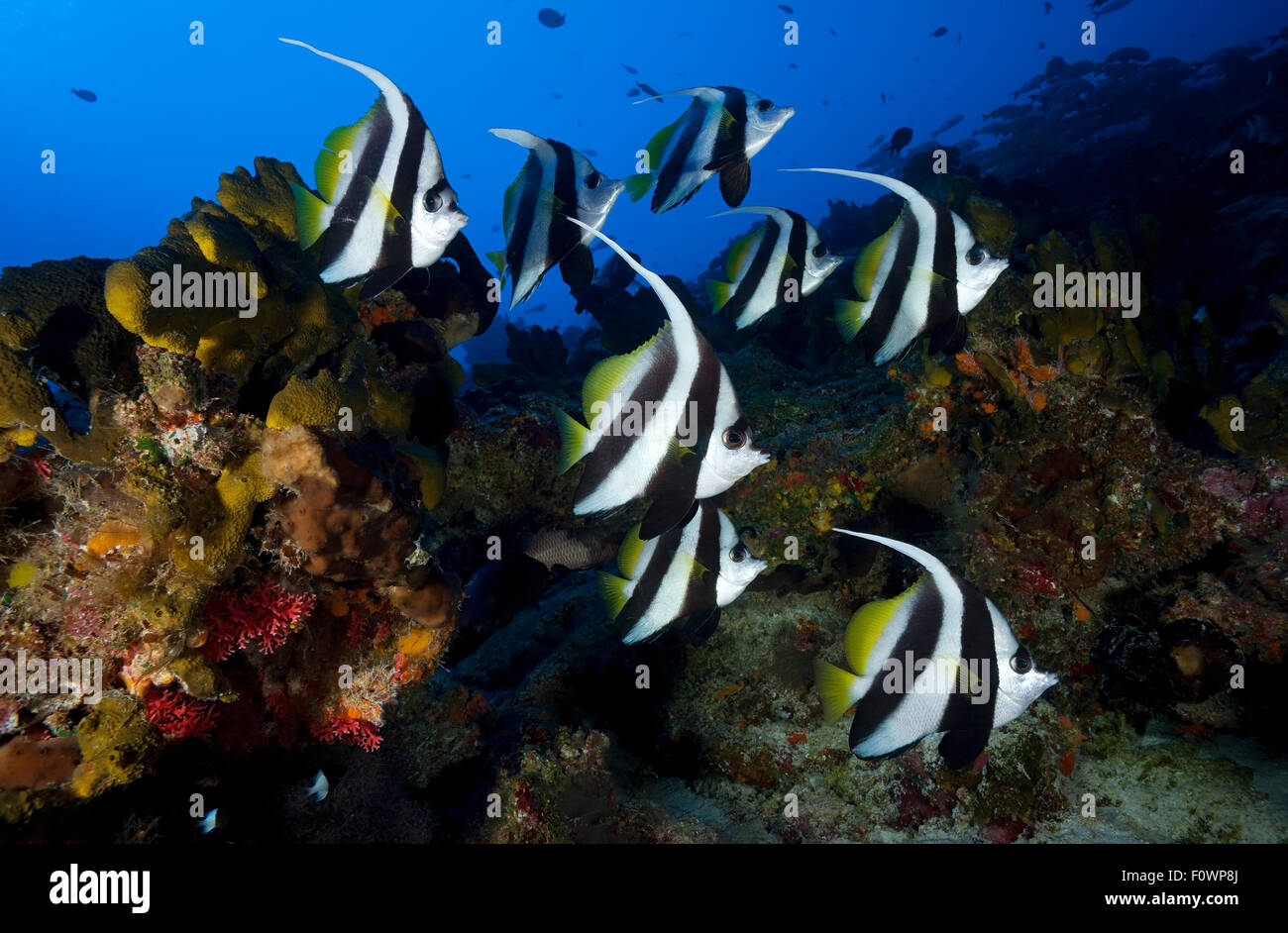School of small fish underwater hi-res stock photography and images - Alamy