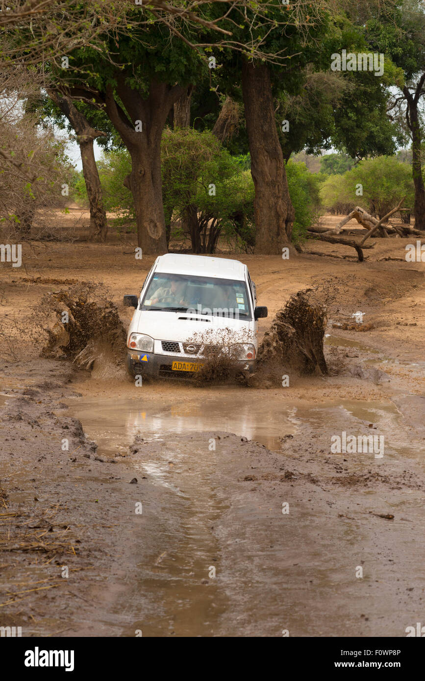 Indestructible trees hi-res stock photography and images - Alamy