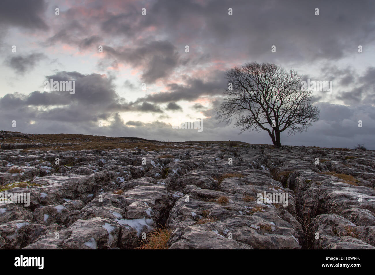 Malham Ash, Malham Cove Stock Photo - Alamy