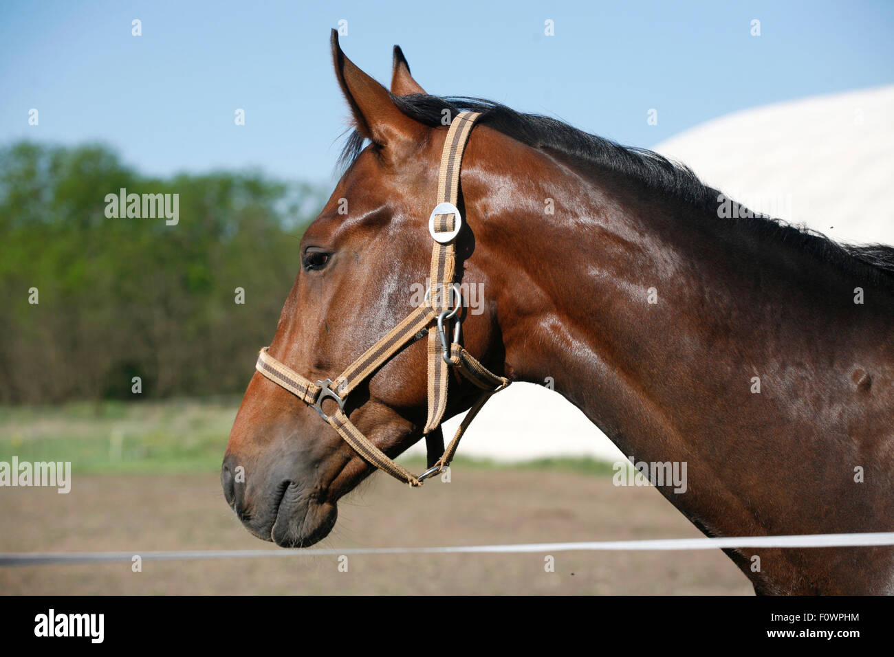 Side view portrait of a saddle horse. Stallion standing behind electric ...