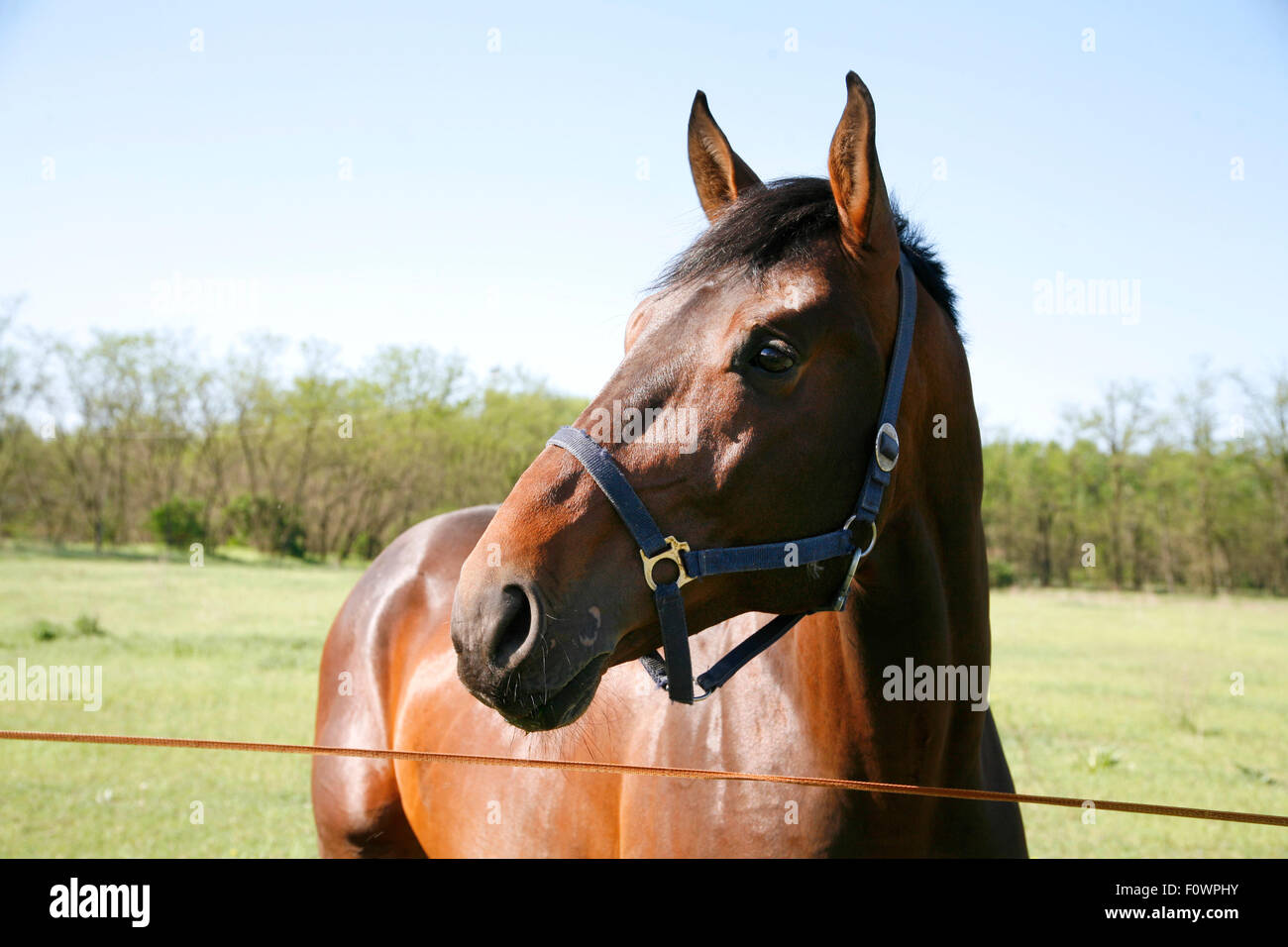 Side view portrait of a saddle horse. Stallion standing behind electric ...