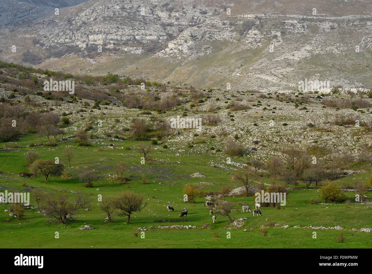 Boskarin cattle in montane meadow, part of the Turos program to breed ...
