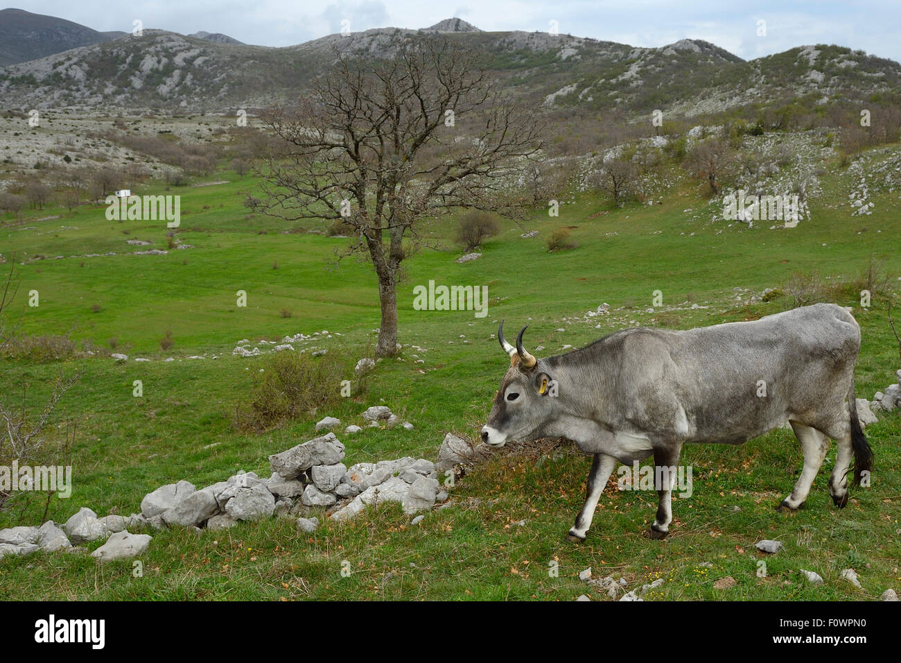 Boskarin cattle, part of the Turos program to breed back the extinct ...