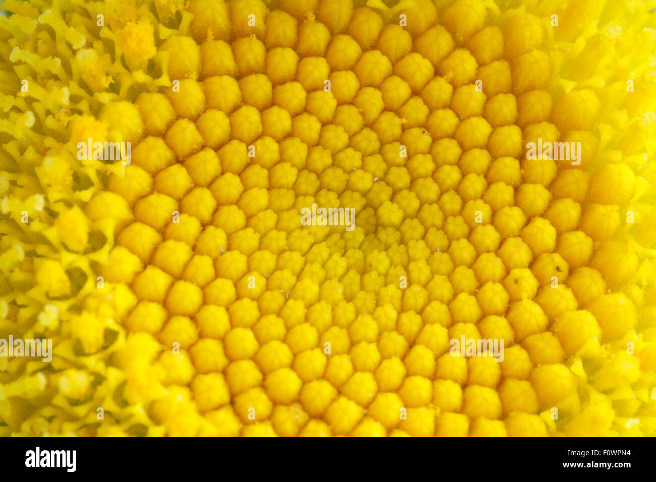 Daisy head hi-res stock photography and images - Alamy