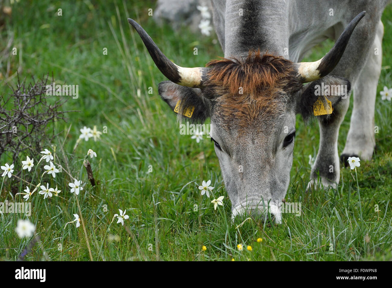 Boskarin cow grazing, part of the Turos program to breed back the ...
