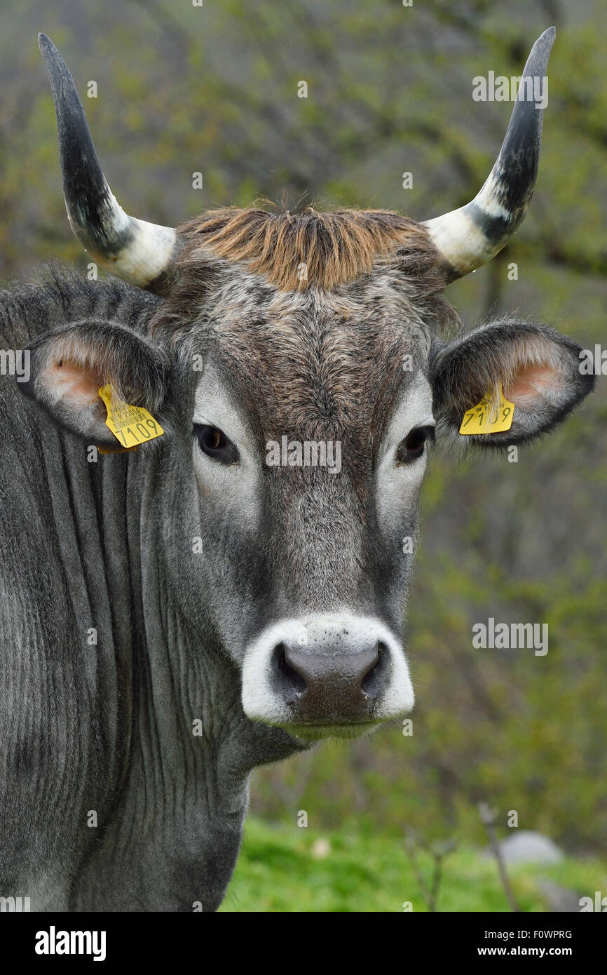 Boskarin cattle, part of the Turos program to breed back the extinct ...