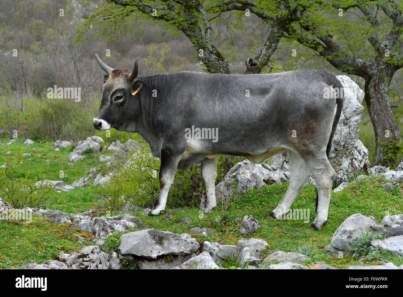Boskarin cattle, part of the Turos program to breed back the extinct ...