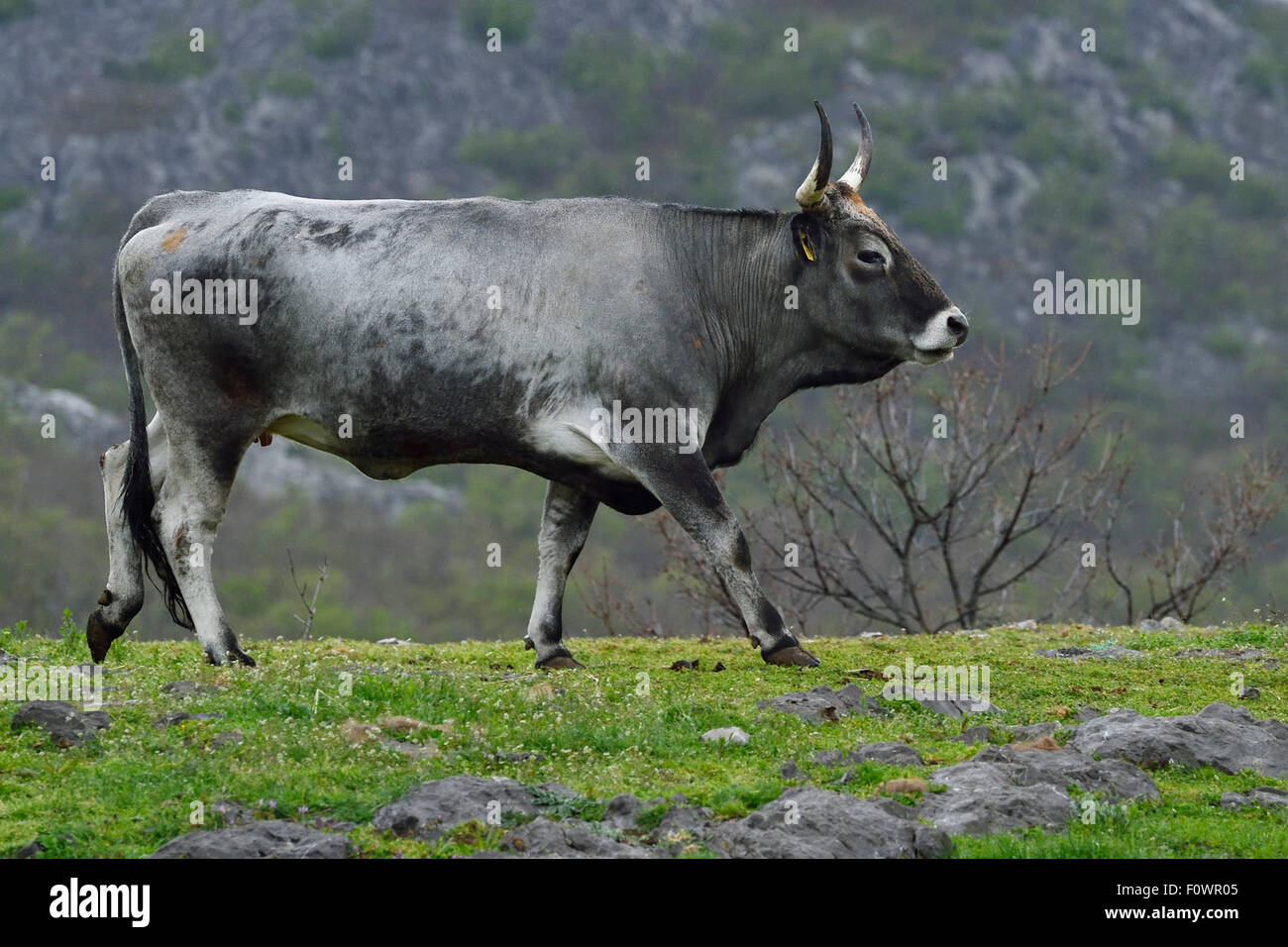 Boskarin cattle, part of the Turos program to breed back the extinct ...