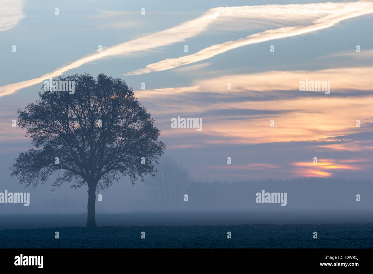 Phoenix tree, Saxby in East Yorkshire Stock Photo - Alamy