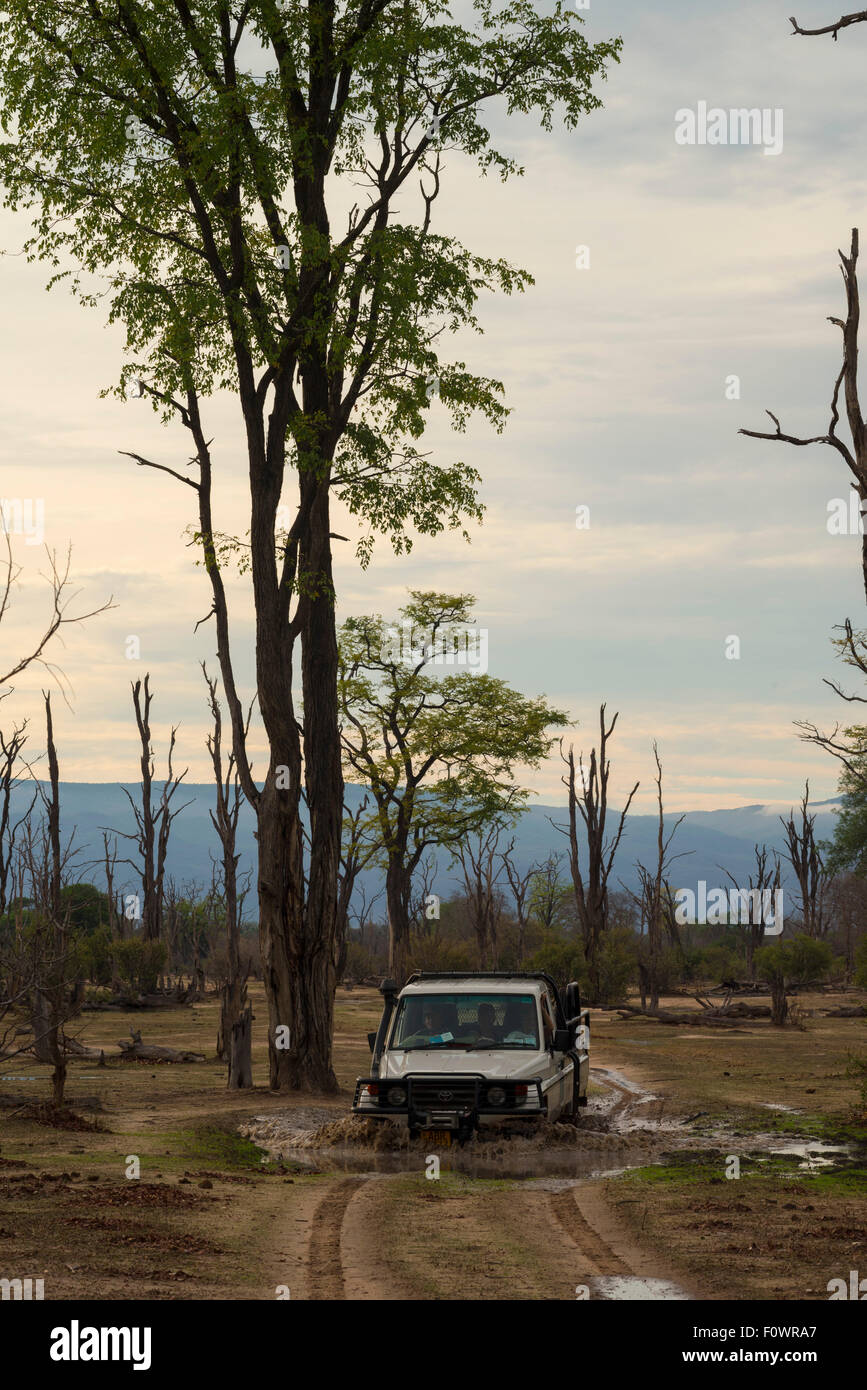 Indestructible trees hi-res stock photography and images - Alamy