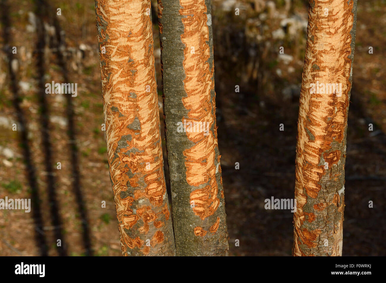 Linden tree retreat hi-res stock photography and images - Alamy
