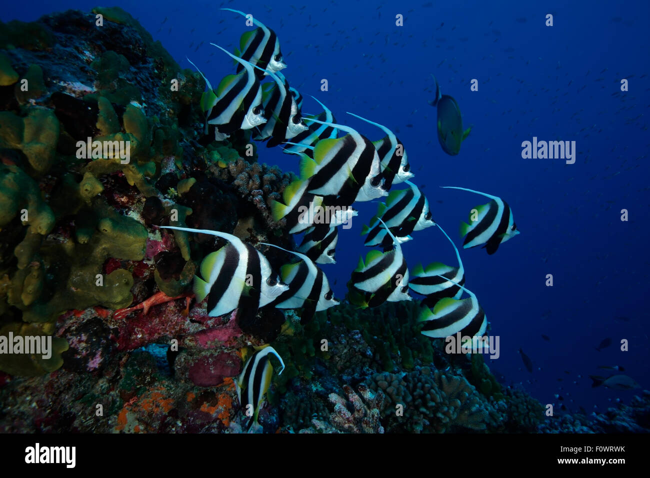 SMALL SCHOOL OF BUTTERFLYFISH SWIMMING FRONT OF CORAL REEF Stock Photo ...