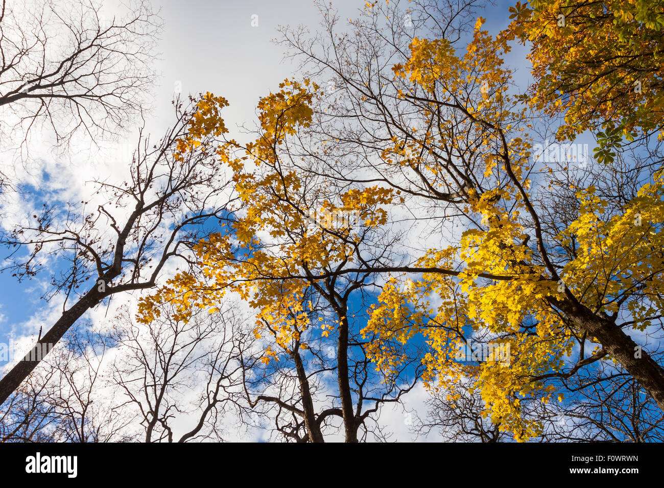 fall leaves maple trees over blue sky with white clouds Stock Photo - Alamy