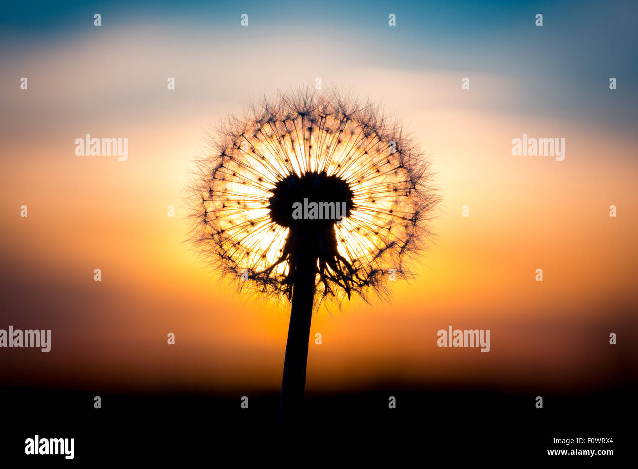 Dandelion flower fused with sunset looking like a bulb Stock Photo - Alamy