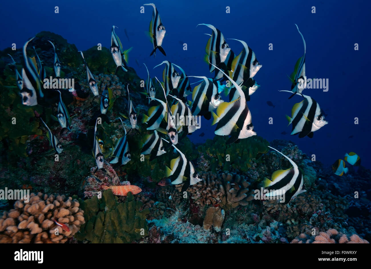 SCHOOL OF BUTTERFLYFISH SWIMMING IN CORAL REEF CLEAR WATER Stock Photo ...