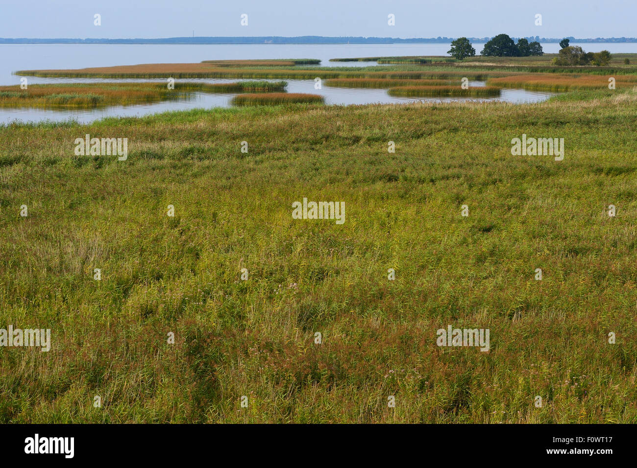 Reed beds in Odra Delta Nature Park, private reserve owned by Dr Rabski ...