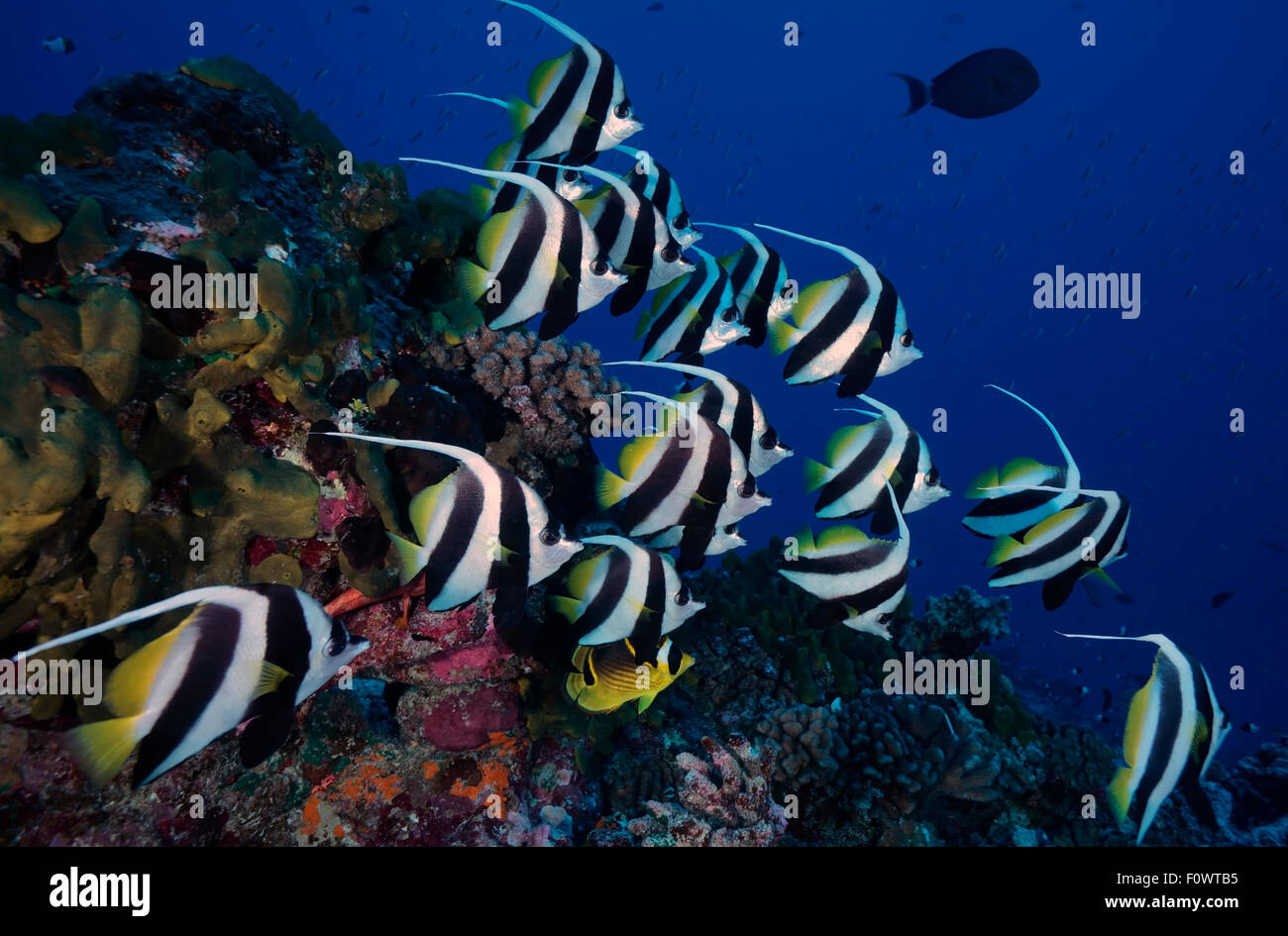 SCHOOL OF BUTTERFLYFISH SWIMMING IN CORAL REEF CLEAR WATER Stock Photo ...