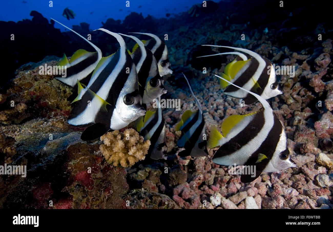 SMALL SCHOOL OF BUTTERFLYFISH SWIMMING CLOSE TO CORAL REEF Stock Photo ...