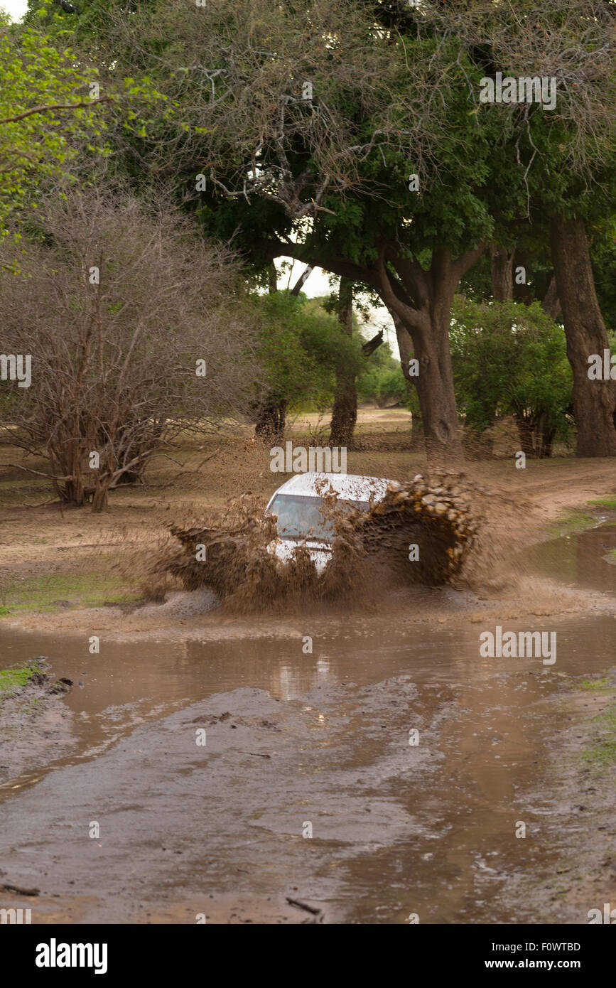 Indestructible trees hi-res stock photography and images - Alamy