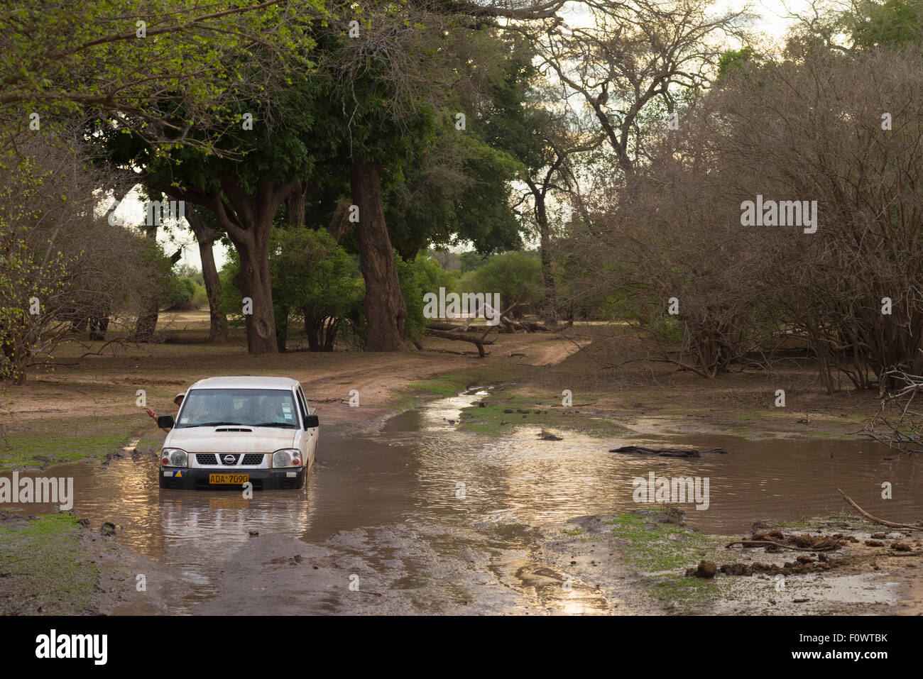 Indestructible trees hi-res stock photography and images - Alamy