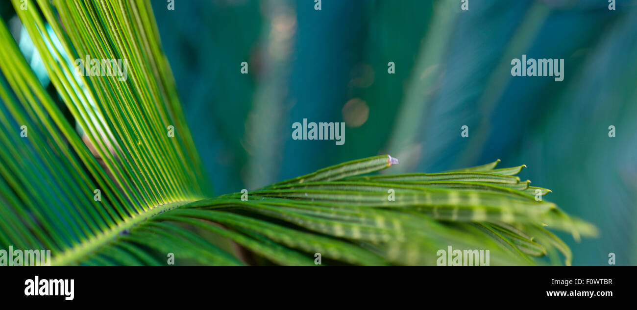 Cycad habitat hi-res stock photography and images - Alamy