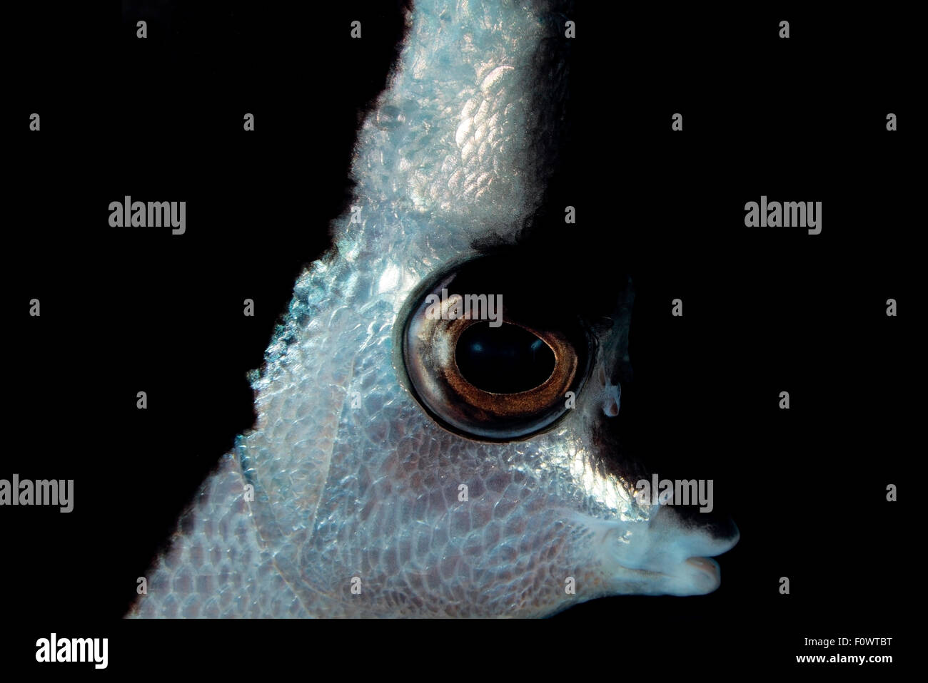 VERY CLOSE-UP VIEW OF BUTTERFLYFISH EYE Stock Photo - Alamy