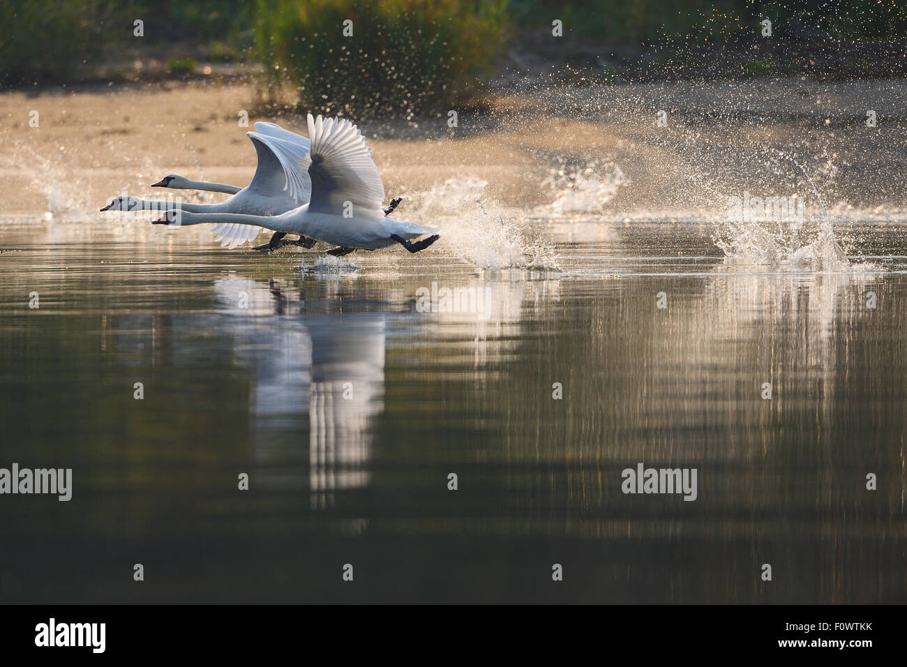 Mute swans (Cygnus olor) taking off, Stettin Lagoon, Oder delta, Poland ...