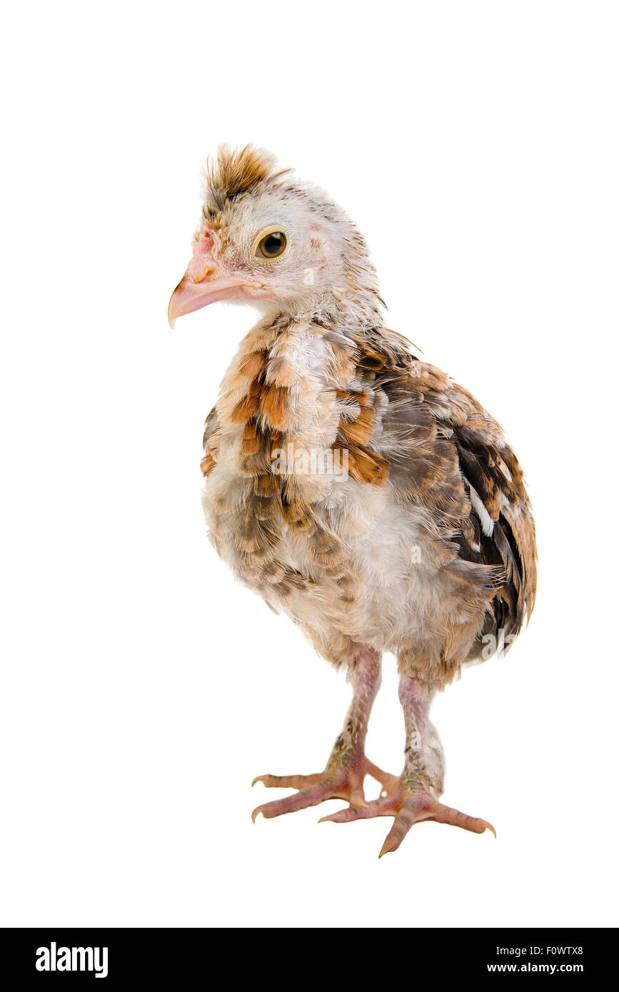 one chick stand on white background, isolated, close up Stock Photo - Alamy