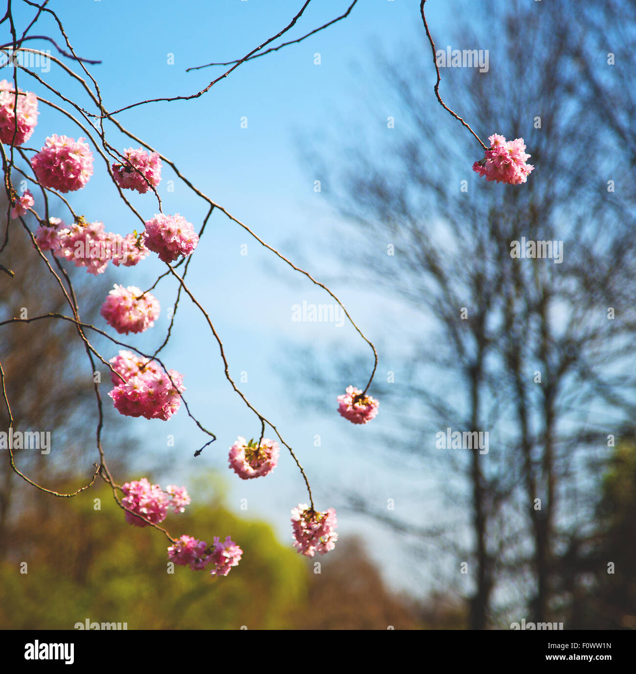 in london park the pink tree and blossom flowers natural Stock Photo ...