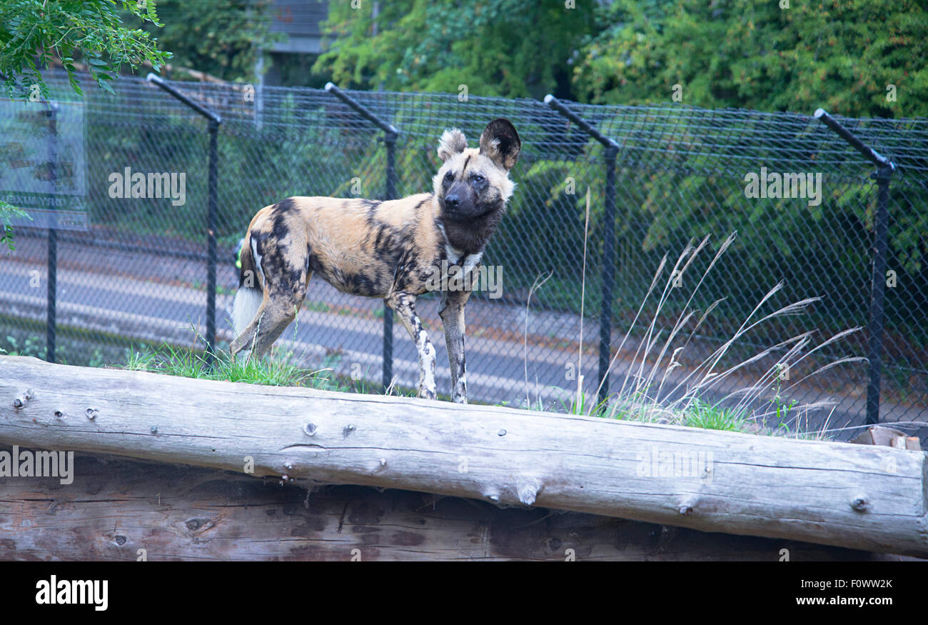 African wild hunting dogs at London Zoo Stock Photo - Alamy