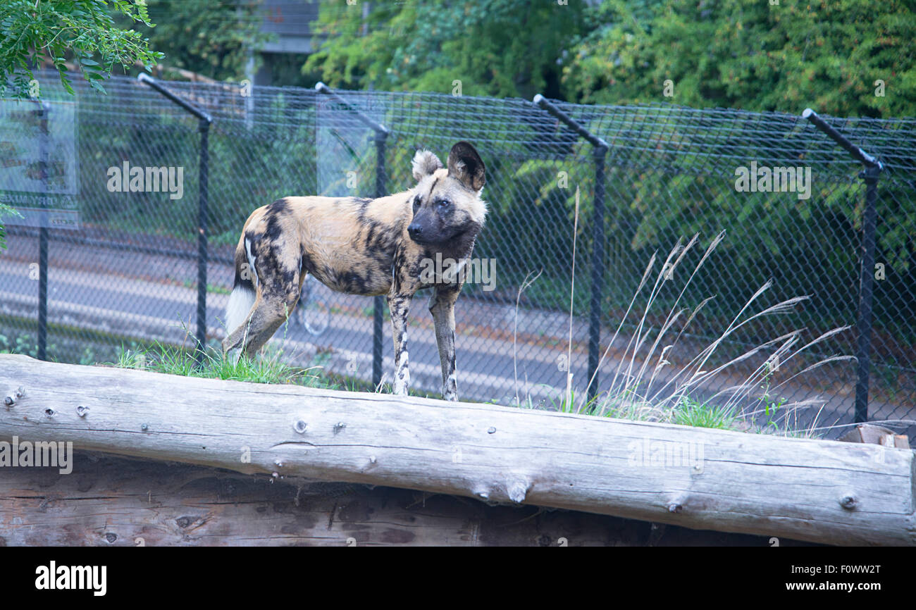 African wild hunting dogs at London Zoo Stock Photo - Alamy