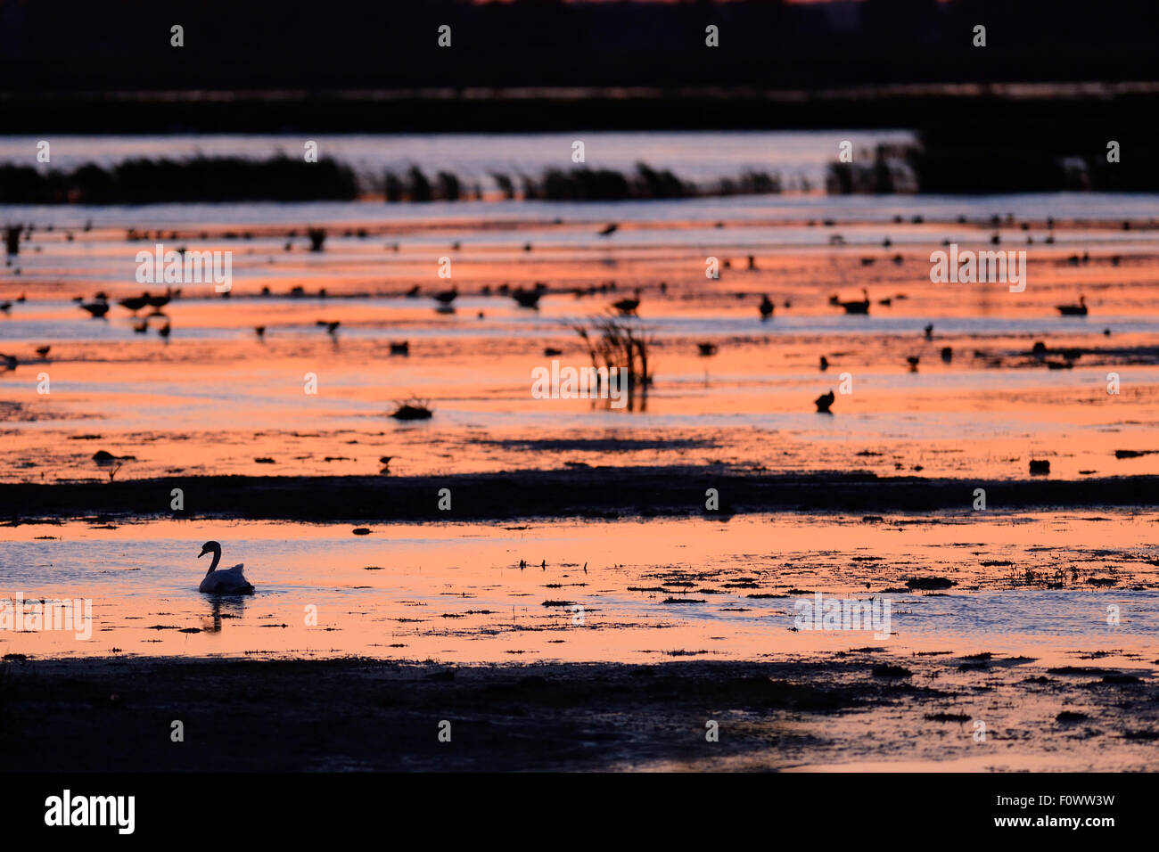 Delta waterfowl hi-res stock photography and images - Alamy