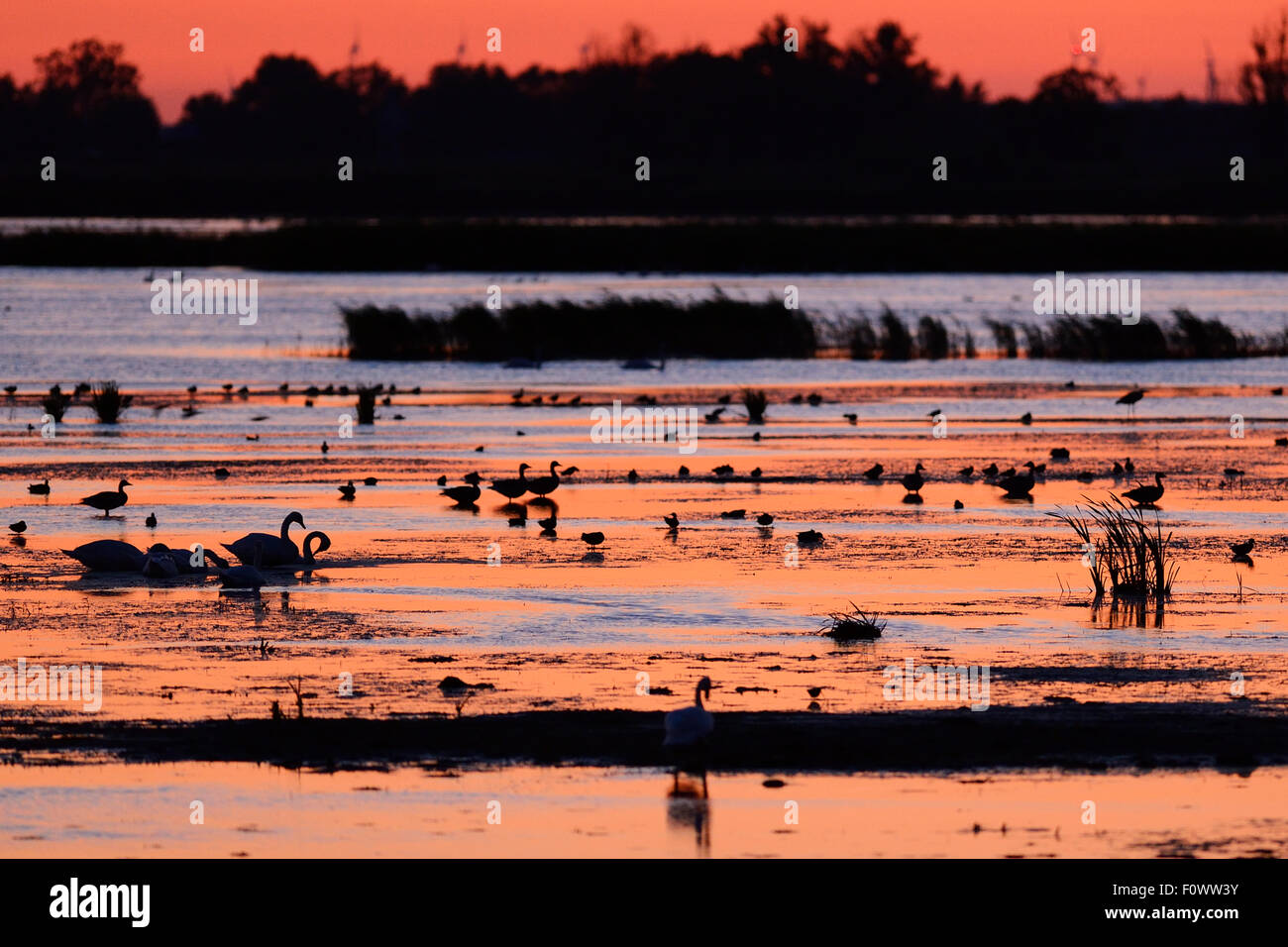Delta waterfowl hi-res stock photography and images - Alamy