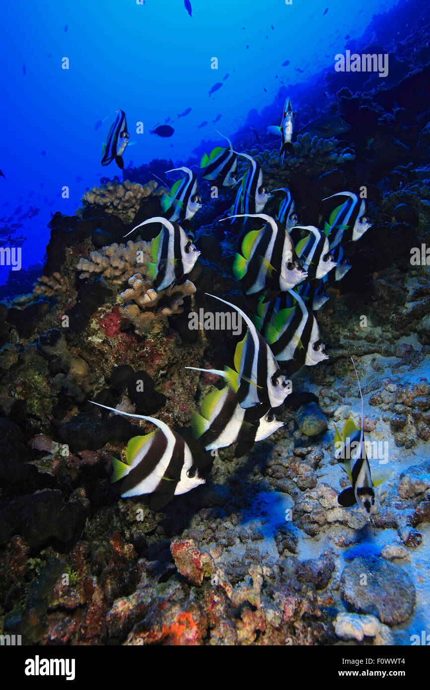 SCHOOL OF BUTTERFLYFISH SWIMMING FRONT OF CORAL REEF Stock Photo - Alamy