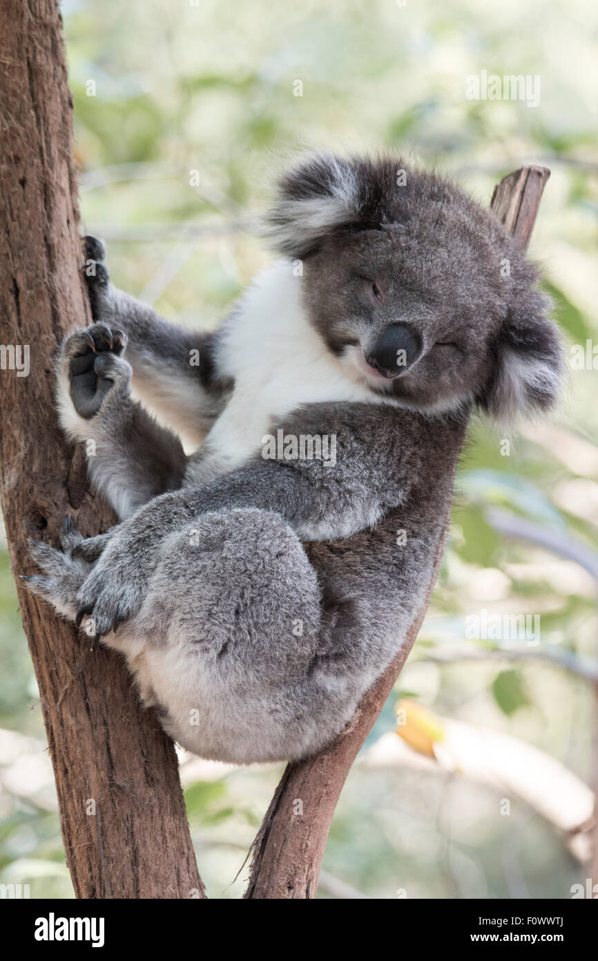 Koala hi-res stock photography and images - Alamy
