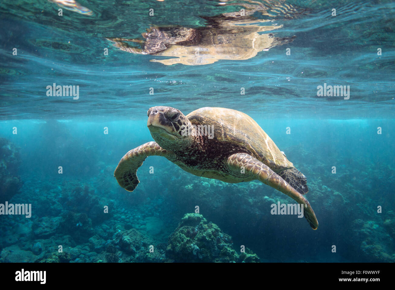 Green Sea Turtle at Surface Stock Photo - Alamy