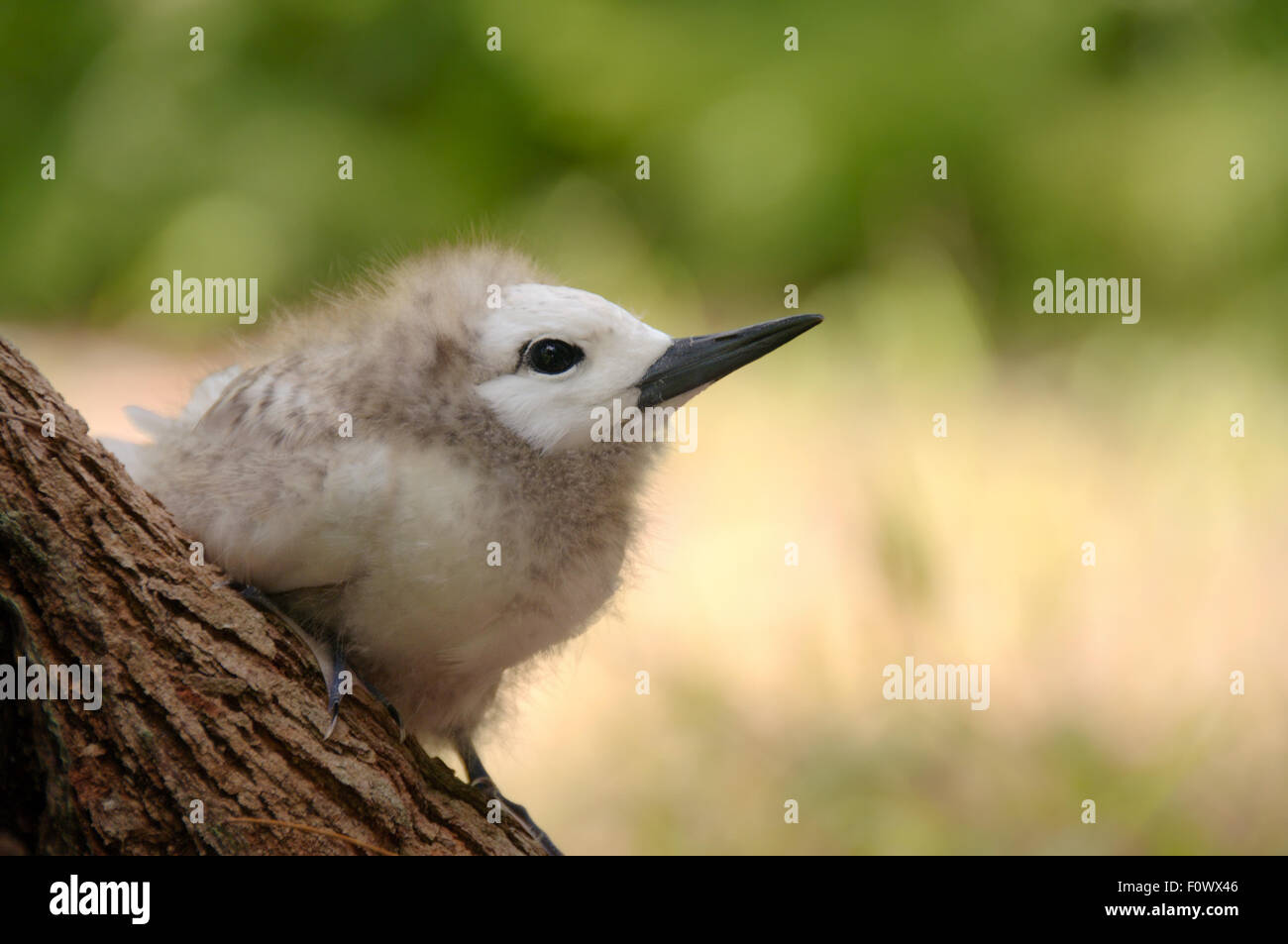 Ghost bird hi-res stock photography and images - Alamy